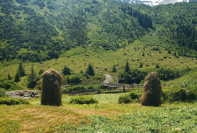 Jk-Foto: Alpenexkursion Teil 5 Goldhaferwiesen