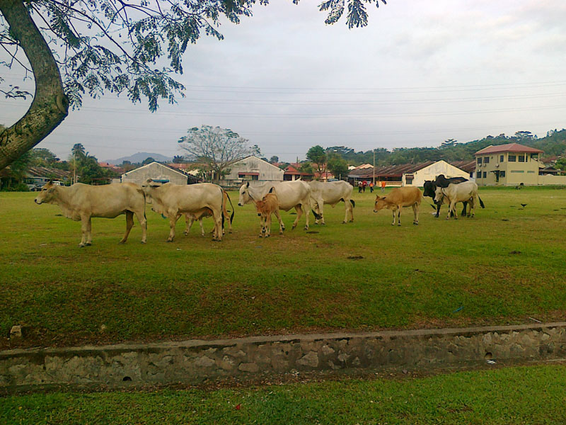 Taman Desa Indah (TDI) Batu Caves: Lembu Ternakan Berkeliaran di Kg ...