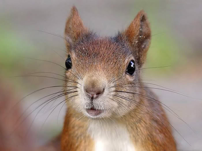 ImagemNoção: Esquilos (11 fotos)