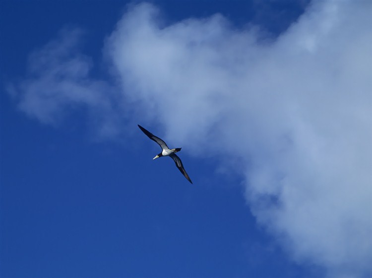 ImagemNoção: Aves Voando (13 fotos)