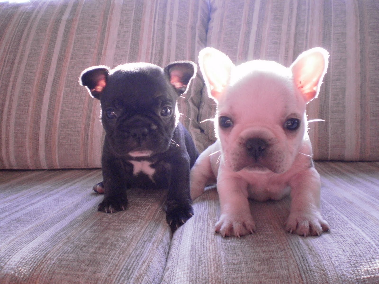 Filhotes disponíveis de Bulldog Francês