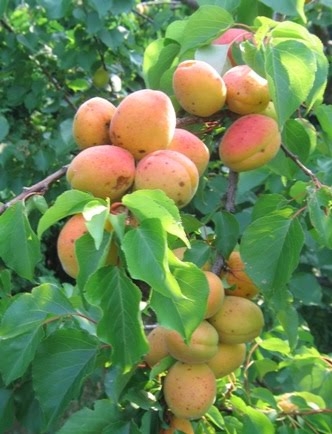 Chenab Industries Kashmir (CIK): Apricot (Prunus armeniaca) Plants & Seeds