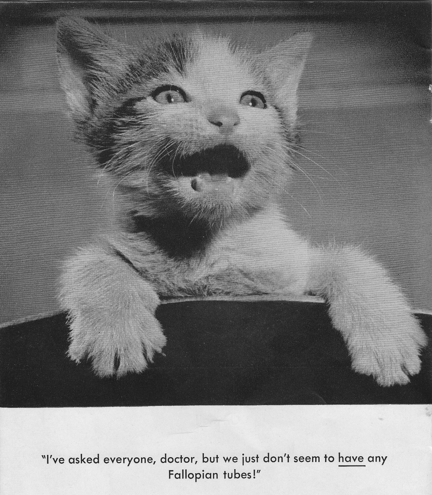 headsup: the blog: Lolcats of the 1950s