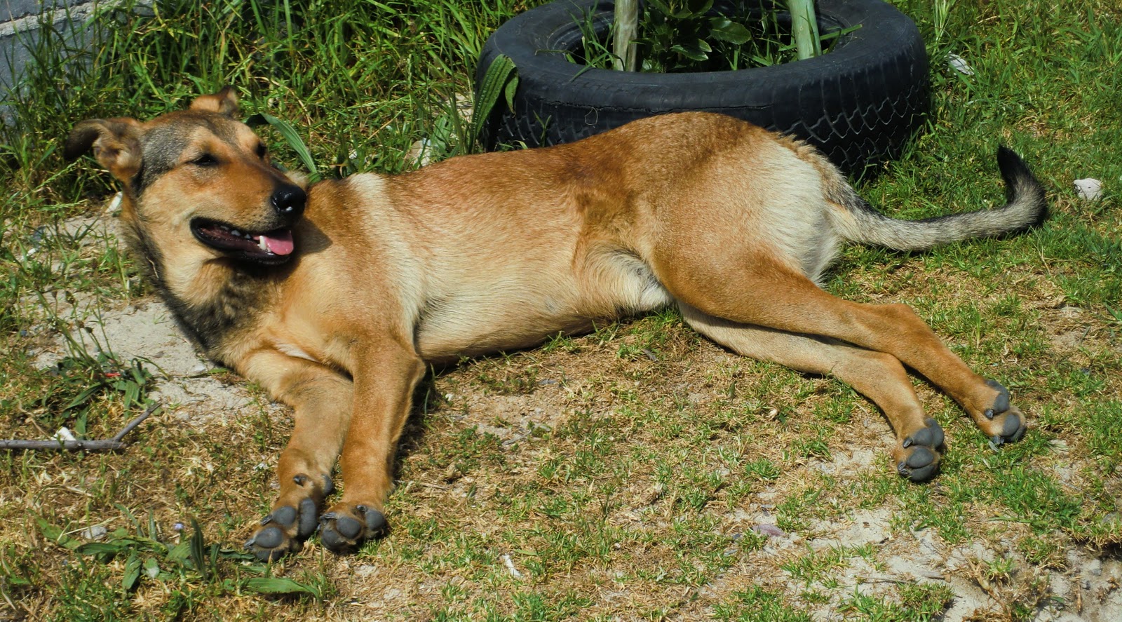 Global Fare: Some Of This And Some Of That In South Africa