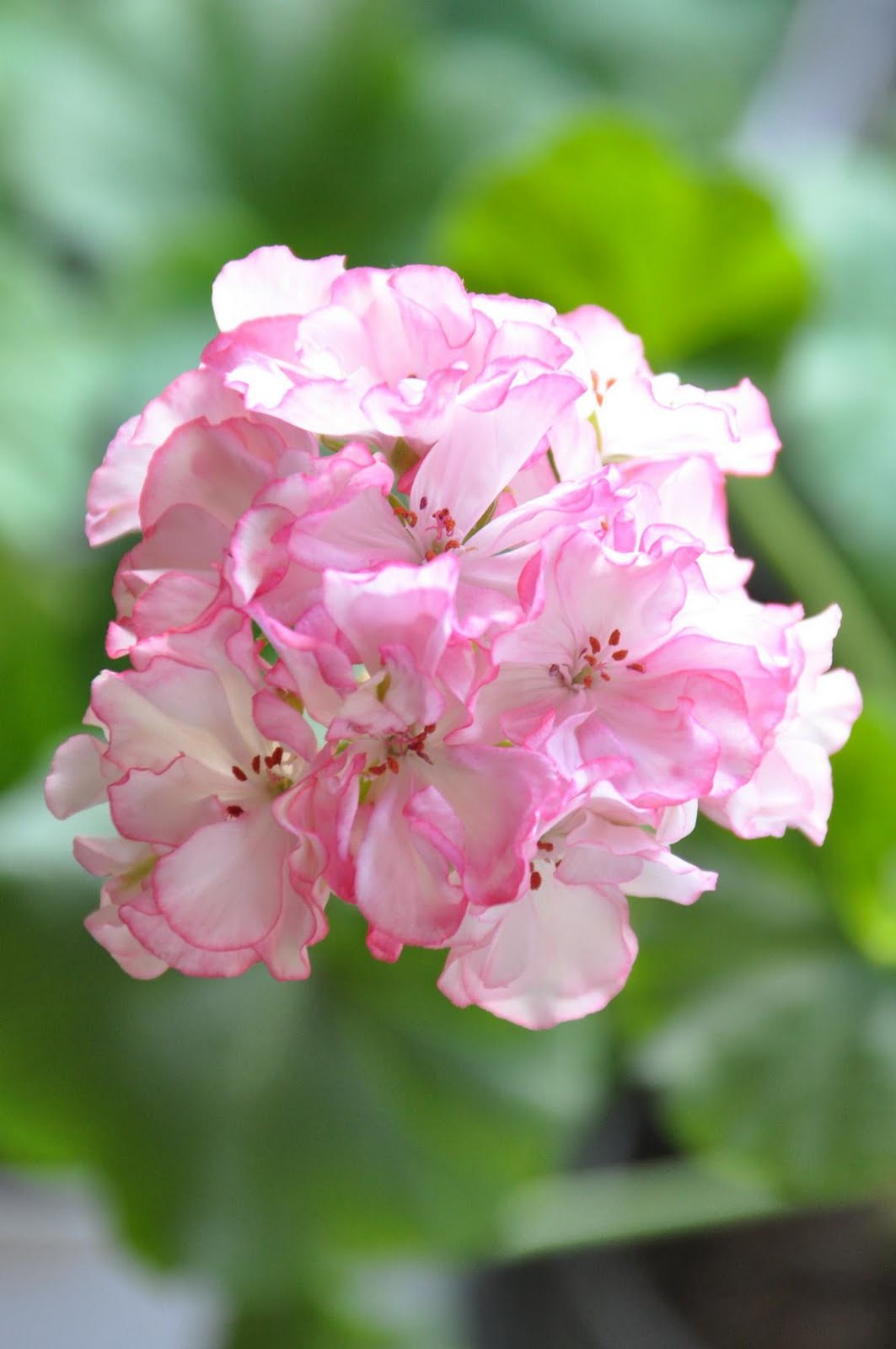 Bland pioner och rosor: Pelargon Pretty Petticoat