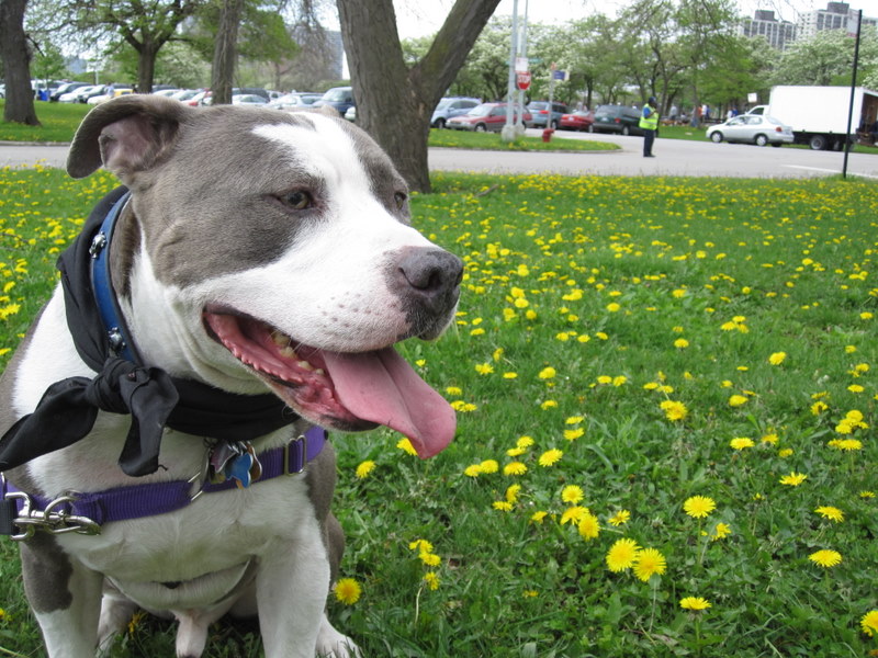 Two Pitties in the City: Pooches: The Positive Pit Bull Bubble