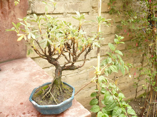 TALLER DE BONSAI Y MEDIO AMBIENTE - HUANCAYO: EL QUINUAL