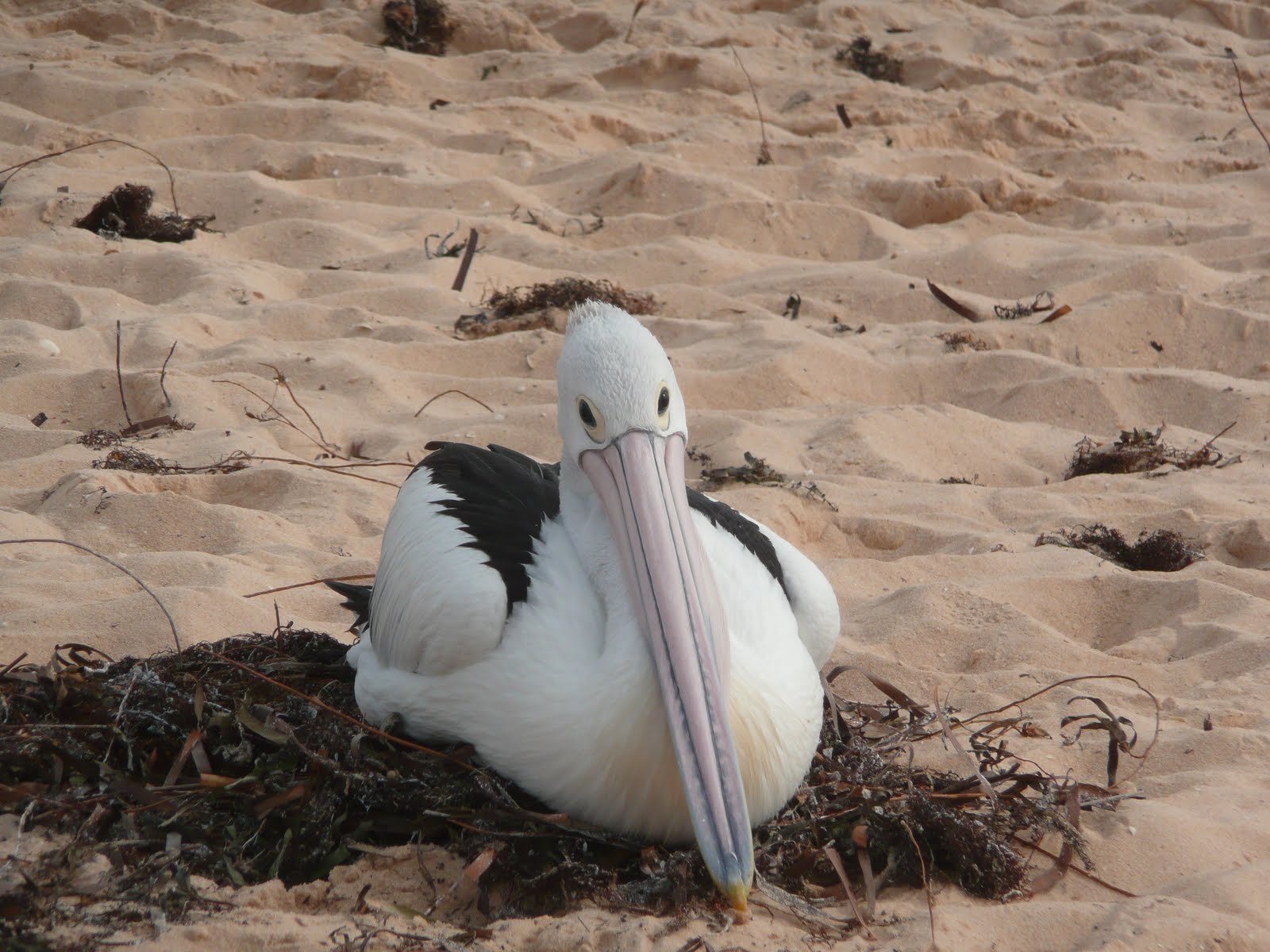 Jean and Ade's Vagabond Tour: The Shark Bay World Heritage Area