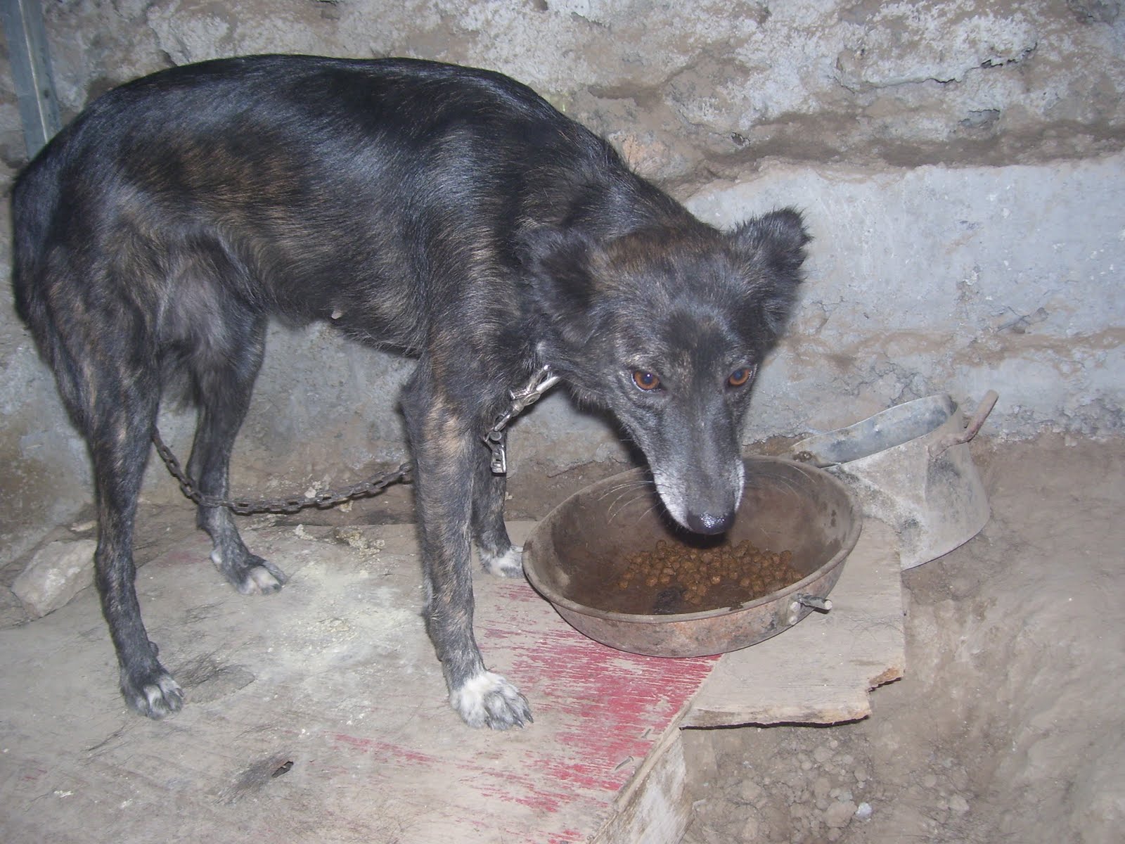 Sfaka Bee: ΤΑ ΣΚΥΛΙΑ ΜΟΥ ΚΡΗΤΙΚΟΙ ΙΧΝΗΛΑΤΕΣ.