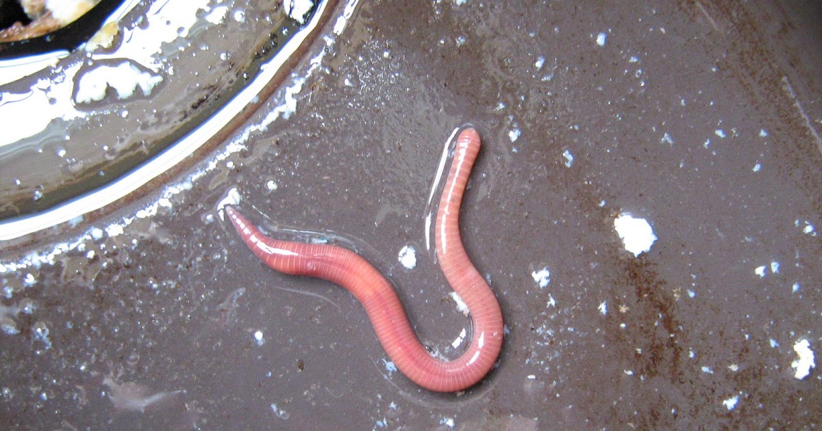 Things In Unusual Places #1: The Earthworm