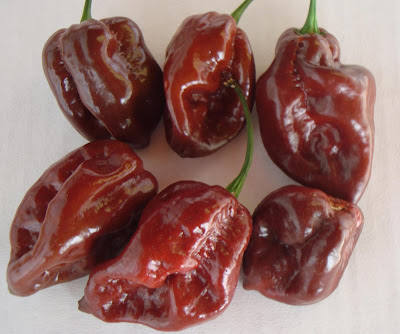 PIMENTA CHOCOLATE HABANERO - Confraria da Pimenta