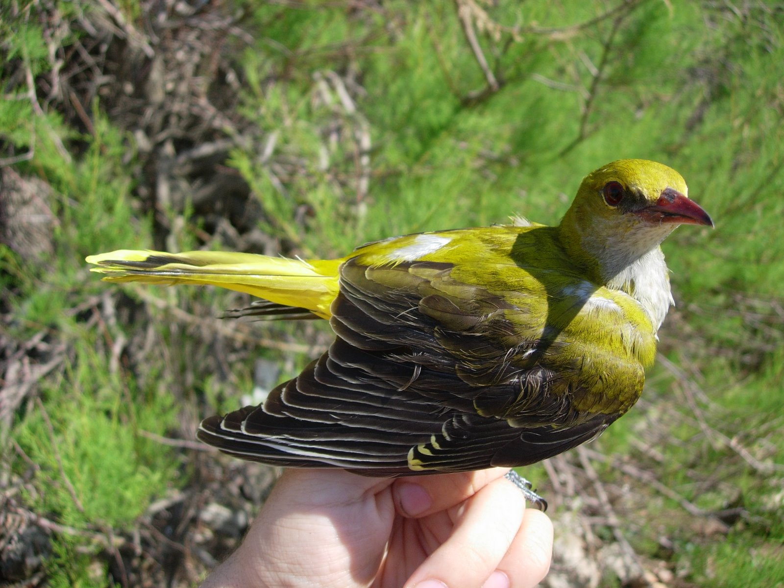 Estimo els animals: L'Oriol