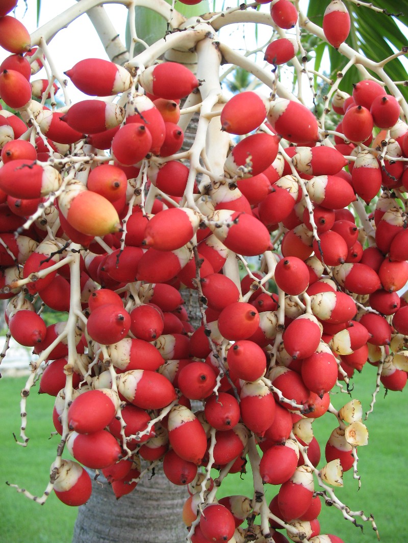 The Amazing Box: All about red fruit