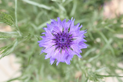 One foot in the Karoo: Prince Albert flowers