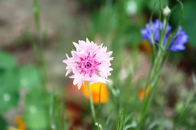 One foot in the Karoo: More Prince Albert flowers