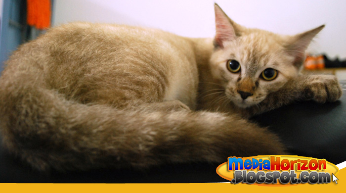 Selamatkan Kucing! - Mohd Zarin