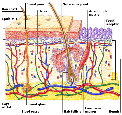 Way to good health: ANATOMY AND PHYSIOLOGY OF SKIN