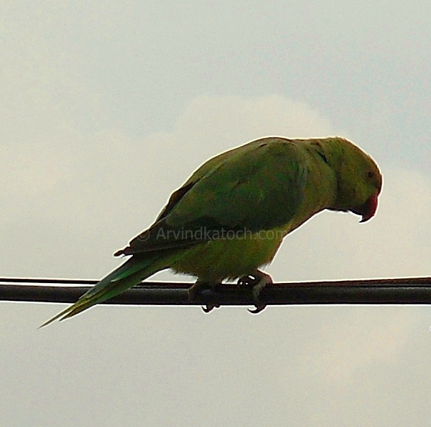 Beautiful Parrots HD Pictures (Himalayan Multicolored Parrots)