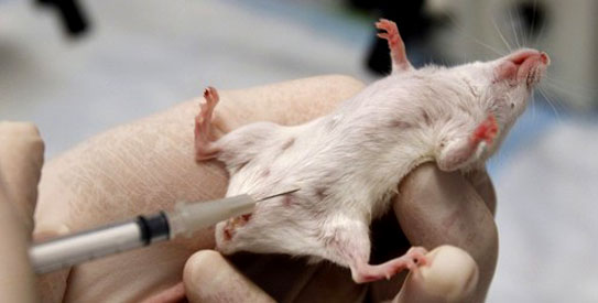 Knowledge Era: Stem cells turned injured rodents into mighty mice