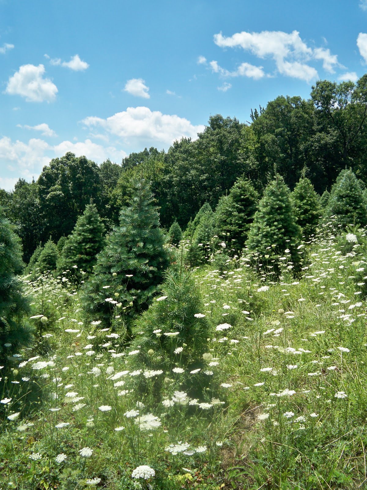 Cultured Carbon County: Beisel's Christmas Tree Hill - 60 Years of ...