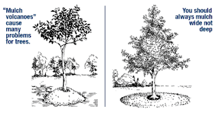 How to Properly Mulch Your Trees and Plants. | Tree Resource - Seattle ...