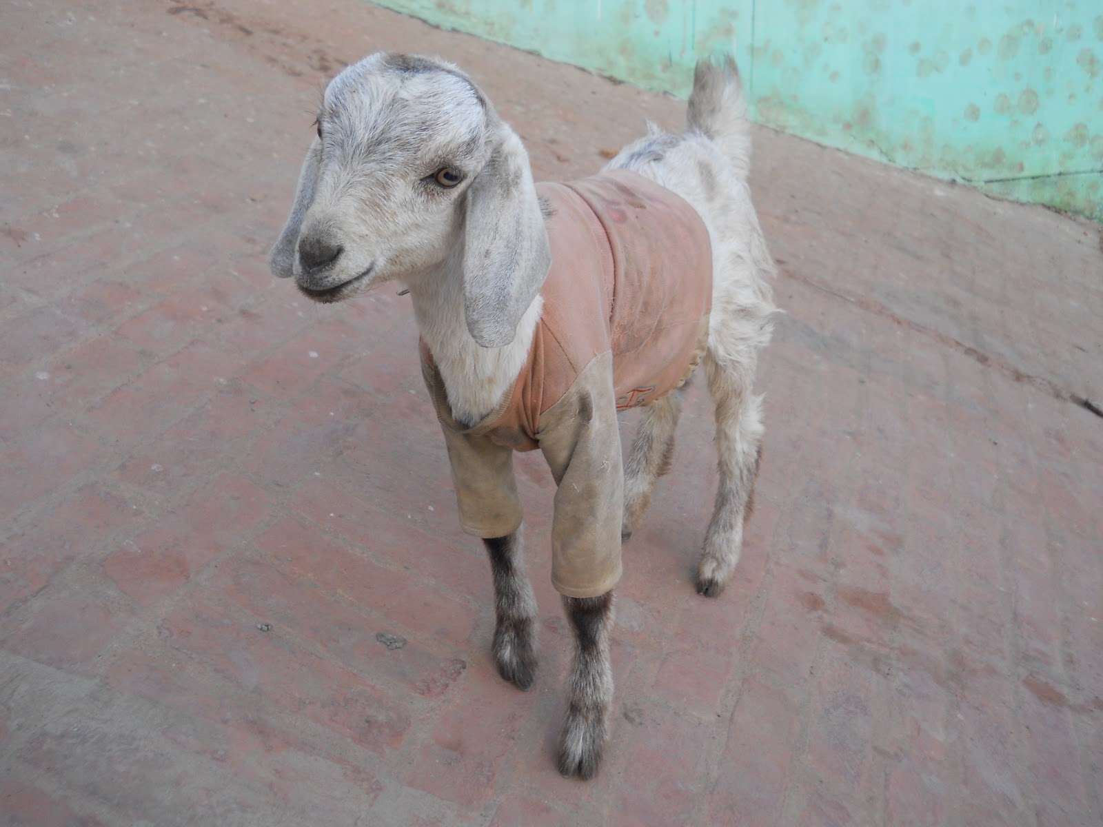 Adventures in India: Temples, Deer Park, Guriasantha, and a goat ...