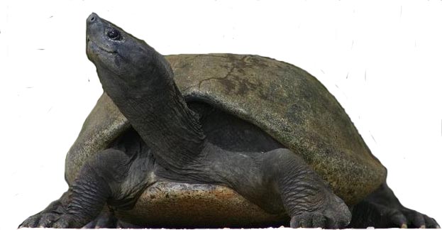 SUMPAHAN TOK KADOK: TELOR TUNTUNG DI PASIR SUNGAI TELOK BAKONG.