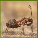 Glossary of Exterminator Terms: Crazy Raspberry ant