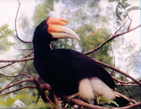 KALIMANTAN BARAT TOURISM: ENGGANG GADING