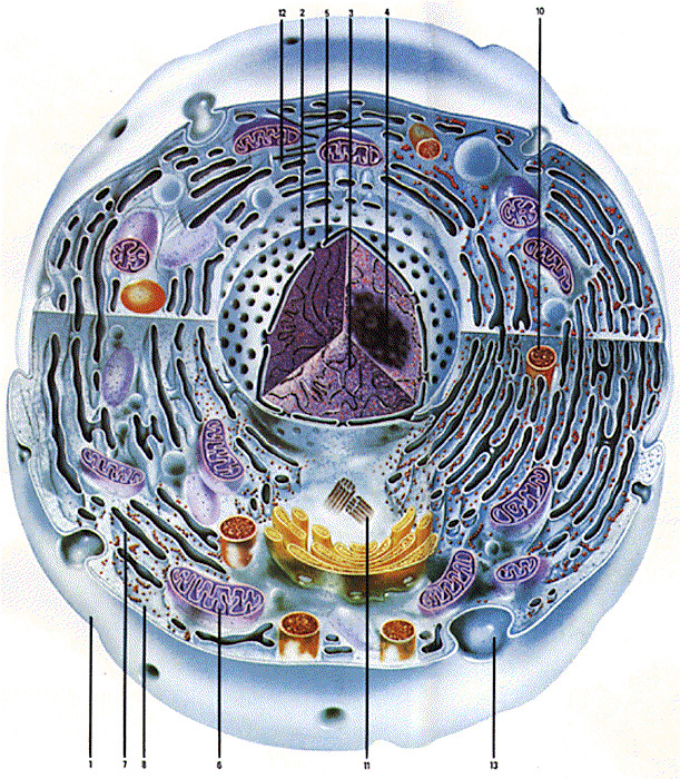 Xtal-WebAry: Autophagy