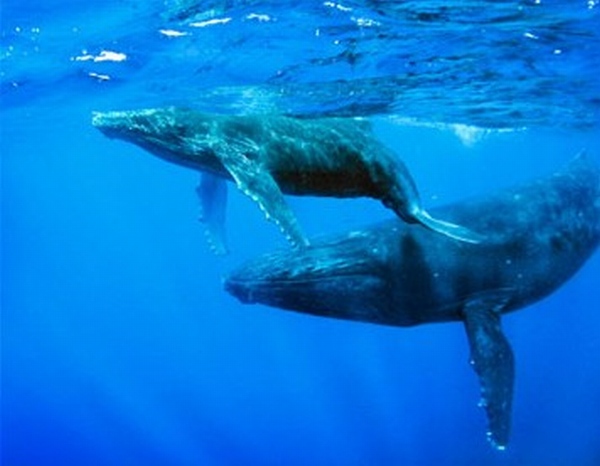 blue whale endangered: Blue whales in danger of extinction