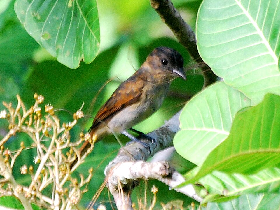 Jan Axel's Blog: Birding the San Francisco Reserve