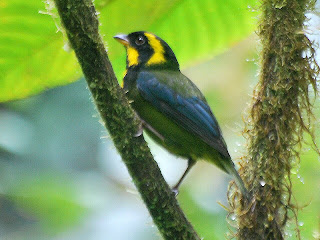 Jan Axel's Blog: Birding the higher slopes of Cerro Montezuma. Part I