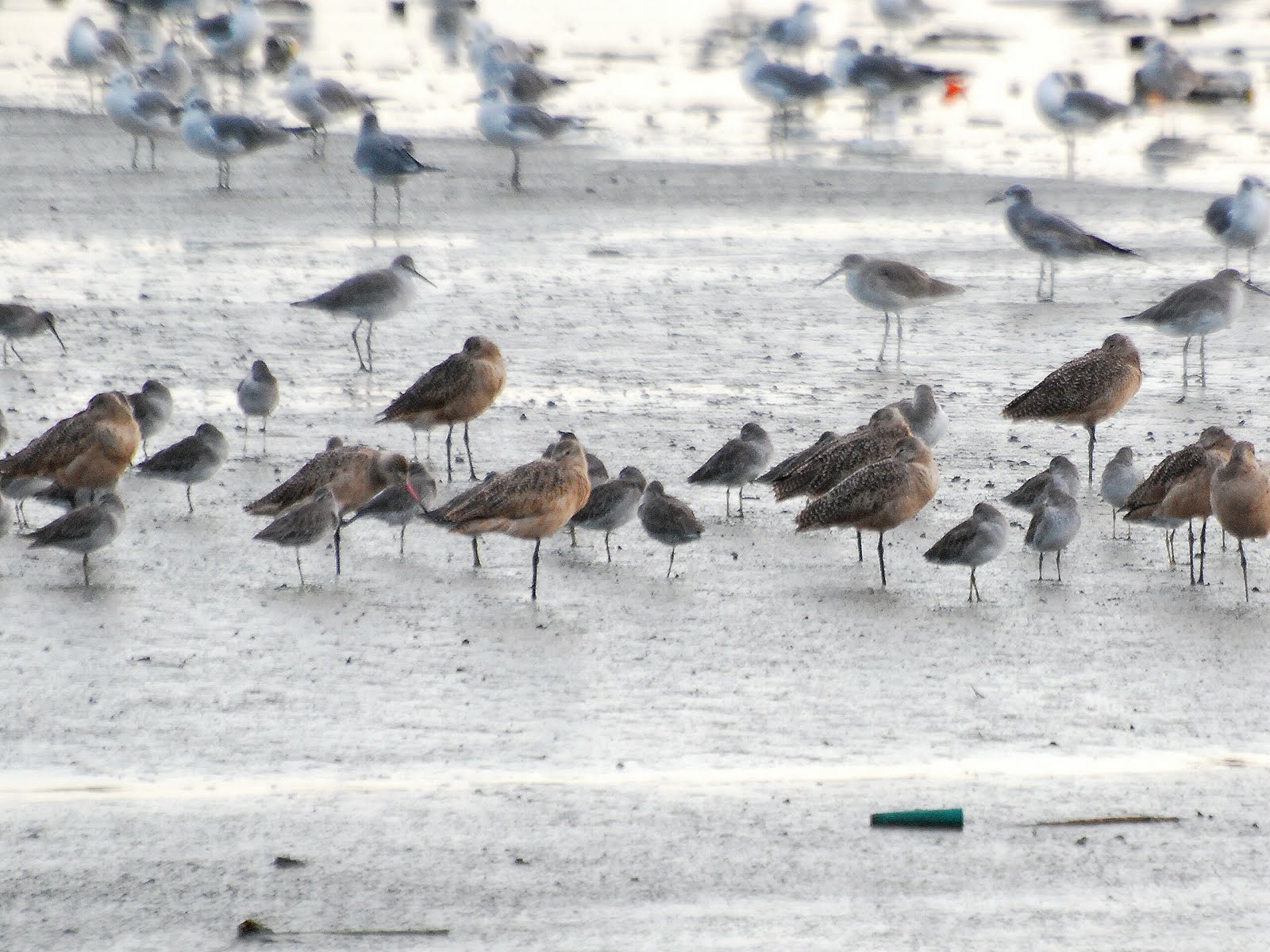 Jan Axel's Blog: Gulling after work in Costa del Este