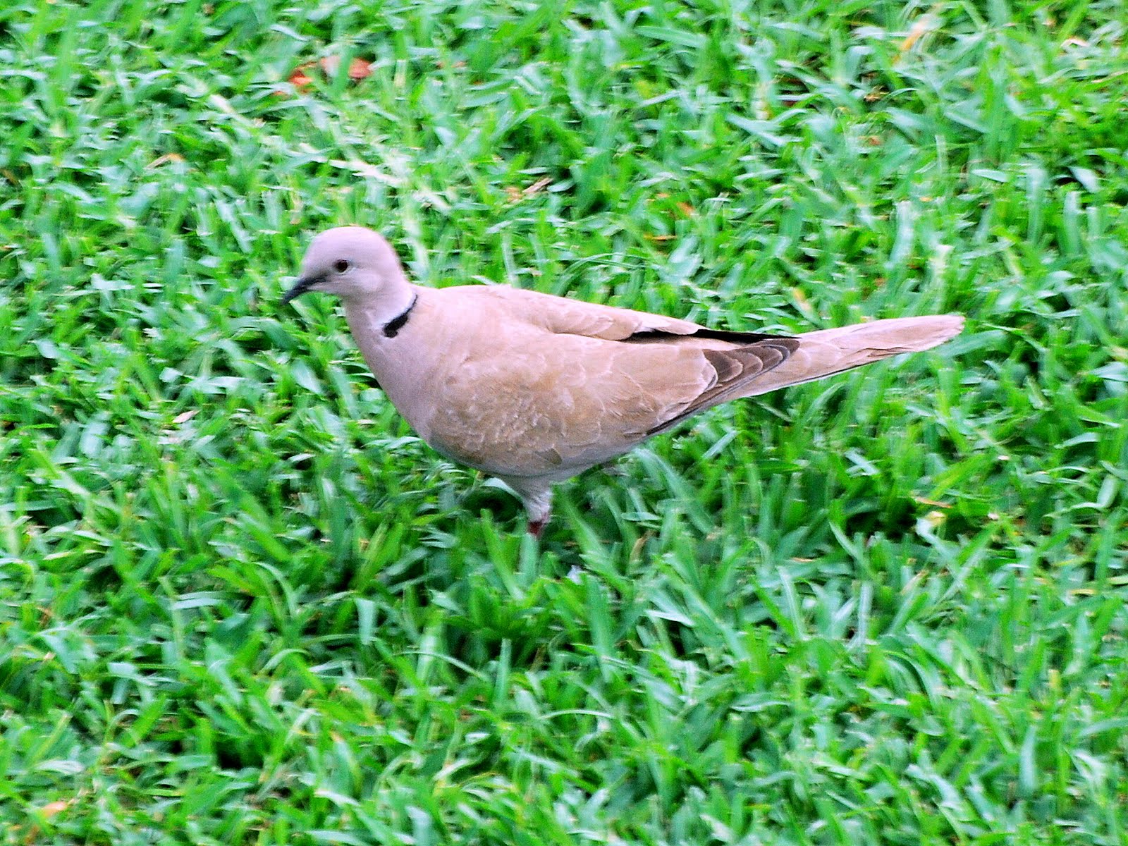 Jan Axel's Blog: City doves