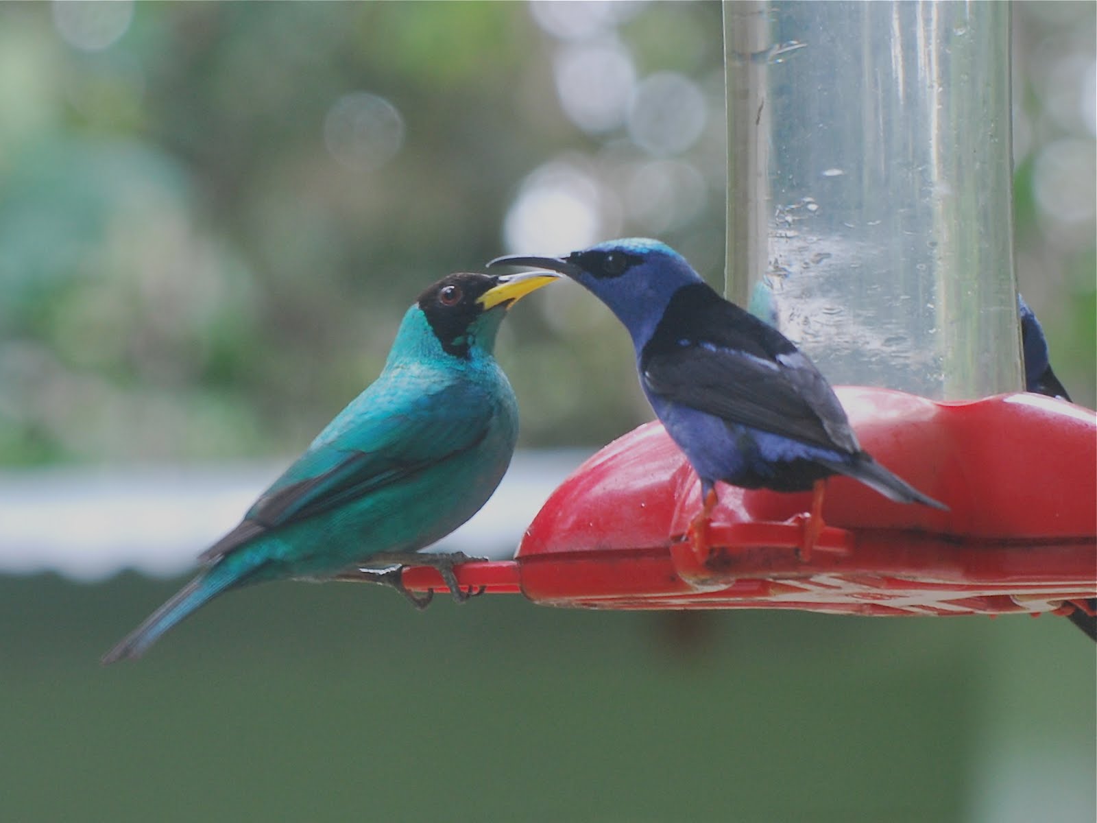Jan Axel's Blog: Bird of the Month: Green Honeycreeper