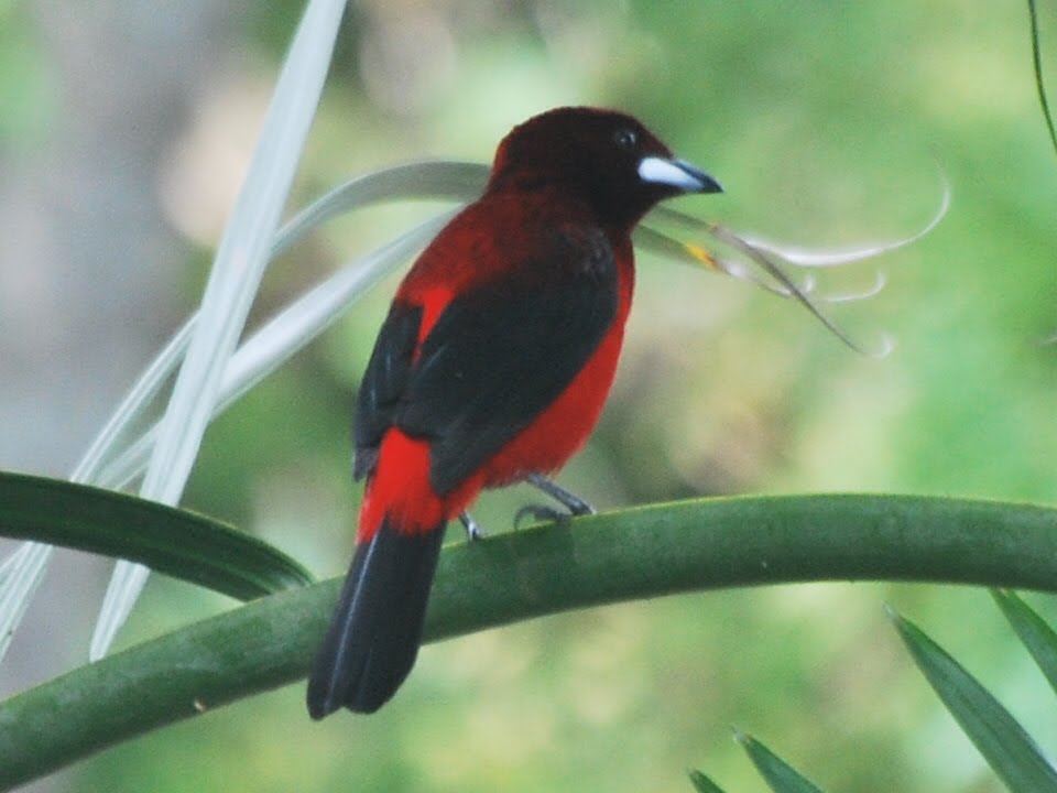 Jan Axel's Blog: Panama City's common tanagers