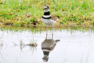 Jan Axel's Blog: Bird of the month: Killdeer