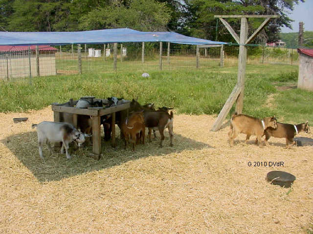 Gardening along the creek...: Dwarf Nigerian Dairy Goat Farm Visit