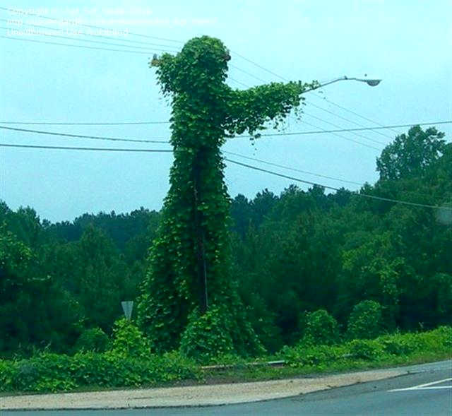 Gardening along the creek...: Kudzu, Miracle Vine