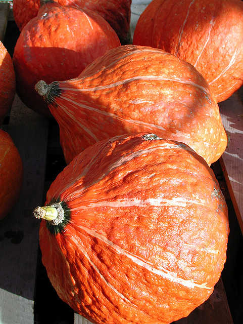 Gardening along the creek...: I LOVE Winter Squash!