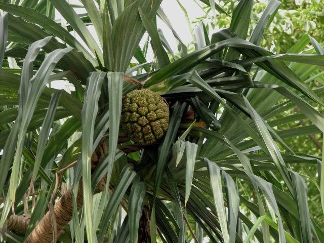 Buginese Flora Journey - ANAYE: Pandan yang Senang Angin Laut