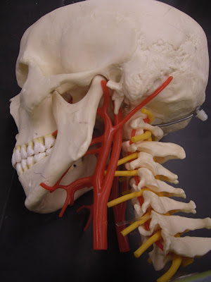Lab Models: Veins and Arteries Models