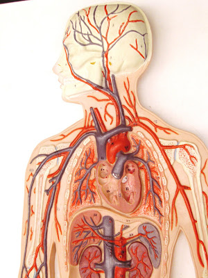 Lab Models: Flat man Veins and Arteries