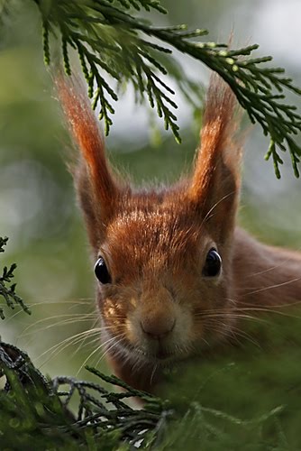 British Wildlife Centre ~ Keeper's Blog: June 2010