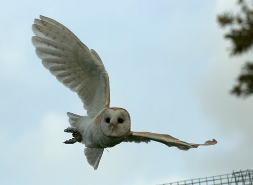 British Wildlife Centre ~ Keeper's Blog: Flying Owls