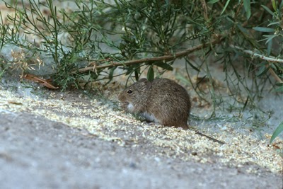 Desert Dabbler: Arizona Cotton Rats