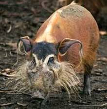 Bichos Feios!: Bichos feios - Porco Vermelho do rio