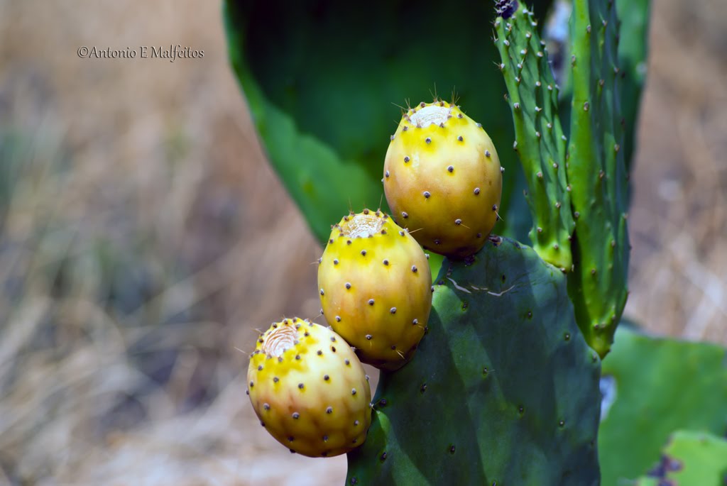 Desde Valdearenales: Higos Chumbos