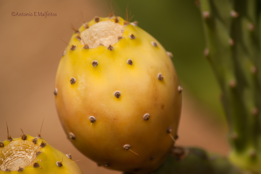 Desde Valdearenales: Higos Chumbos
